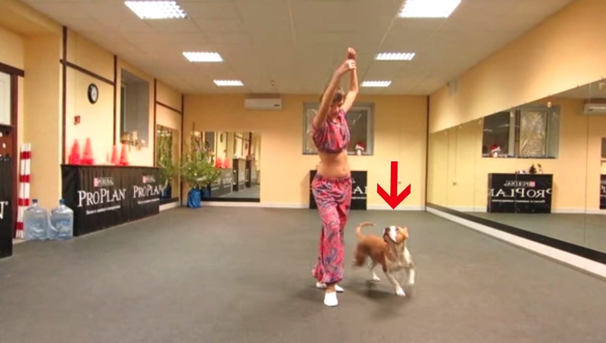 Este Perro Sigue A Su Dueña Y Juntos Bailan Una Espectacular Danza ...