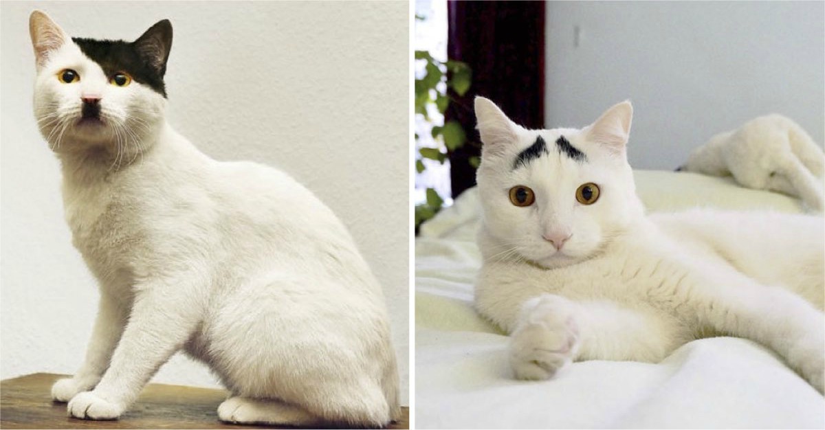 15 Gatos Con Marcas Únicas En Su Pelaje. ¡El #12 Te Encantará! - Via Ritmo