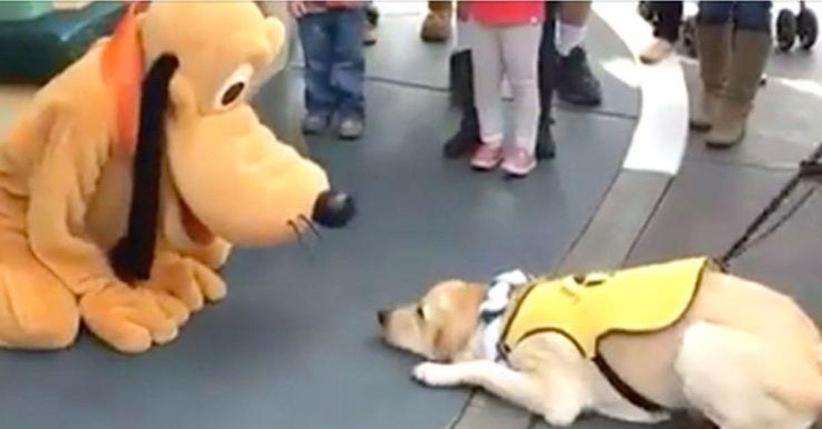 Adorable Reacción De Un Perro Guía Que Conoce A Pluto En Disney - Via Ritmo