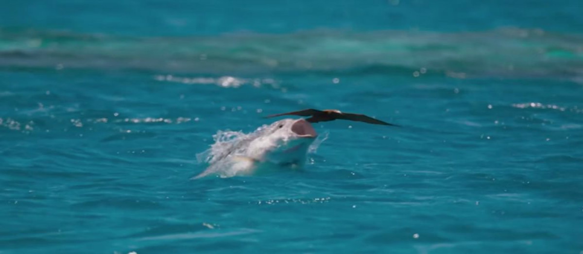 ¿Peces Cazando Pájaros? Este Documental De La BBC Te Asombrará - Via Ritmo