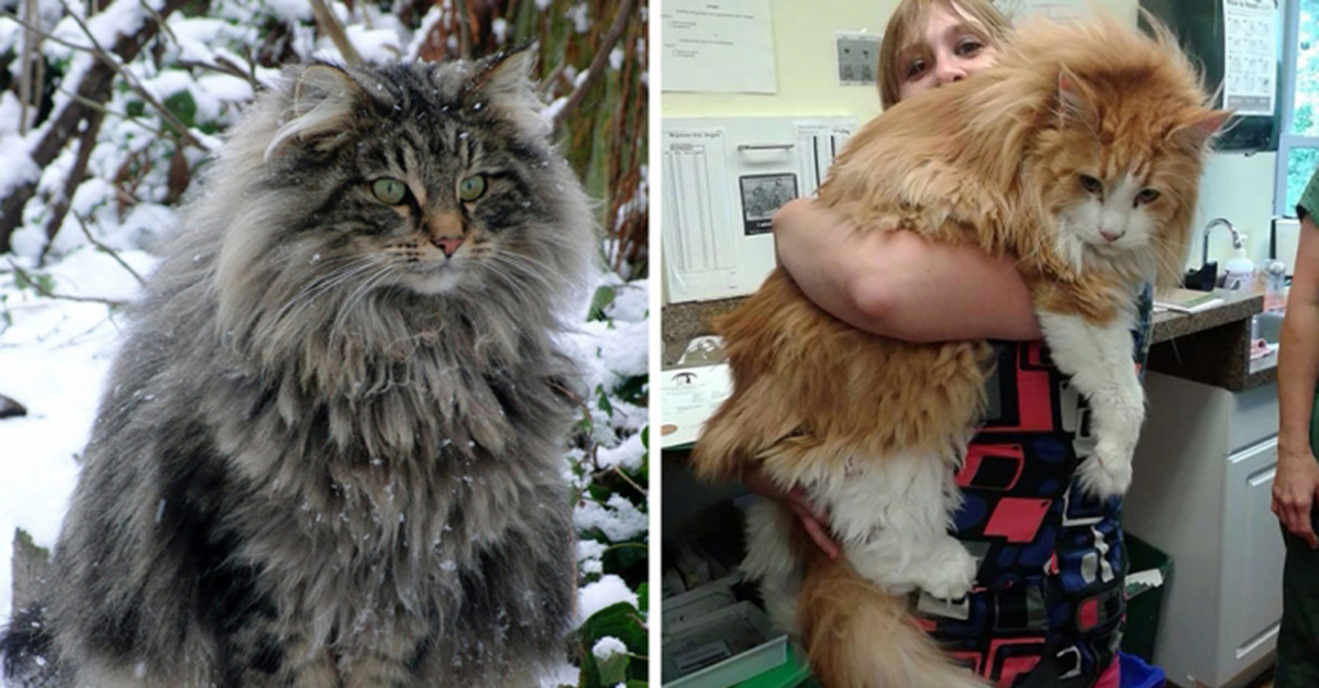 Los Gatos Maine Coon Son Impresionantemente Grandes Y Bellos - Via Ritmo