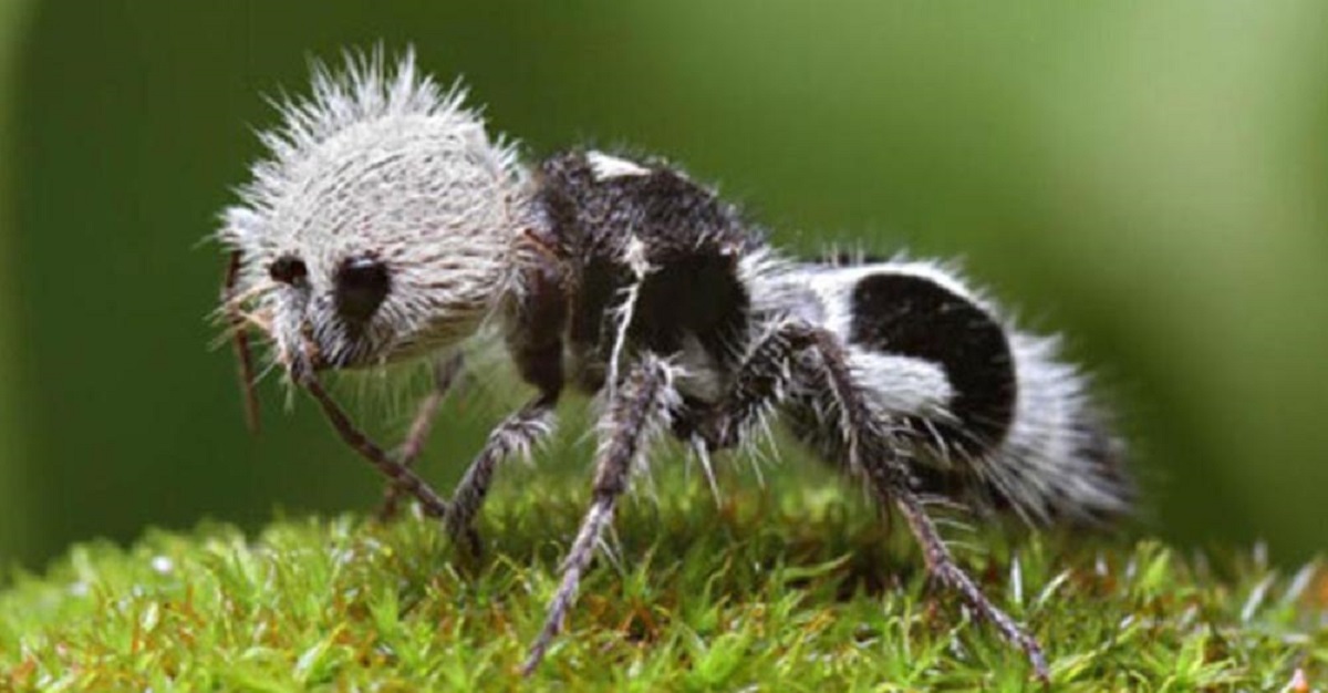 Los 9 Insectos Más Bellos Y Glamorosos Del Mundo Animal - Via Ritmo