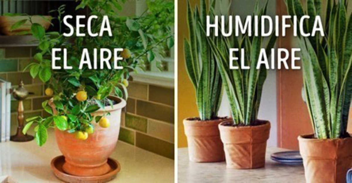 10 Plantas Para Tener Un Microclima Perfecto En Tu Hogar - Via Ritmo