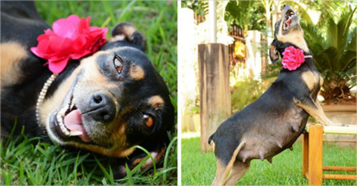 Tierna Sesión De Fotos De Perrita Preñada ¡Te Derretirá El Corazón ...