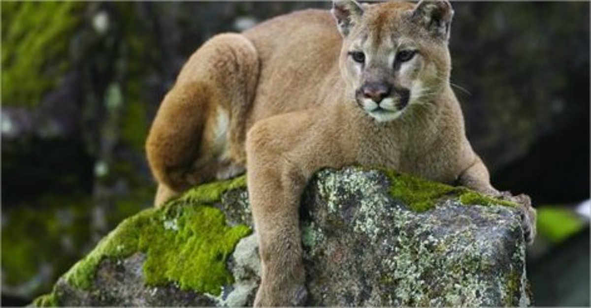 Lamentablemente Declaran Extinto Al Bello Puma Oriental - Via Ritmo