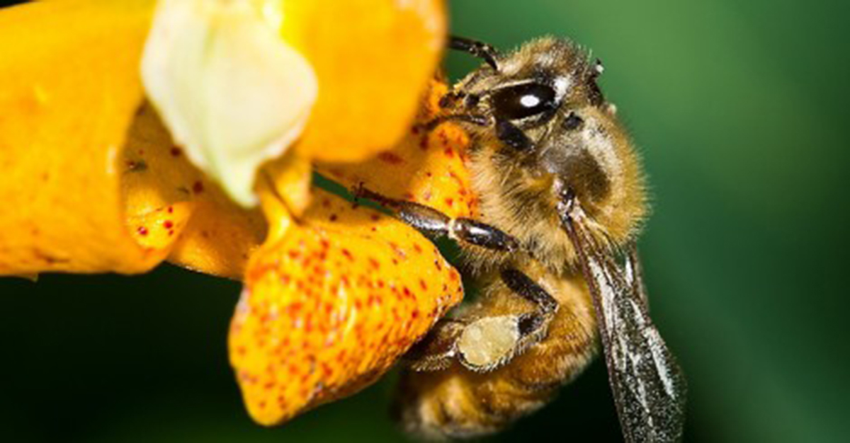 Las Abejas Son Declaradas El Ser Más Importante Del Planeta, Pero Están ...