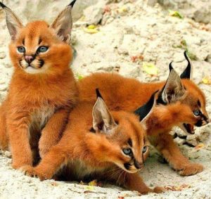 Gatitos Caracal: Los Tiernos Felinos Que Son Furor Por Su Exótica ...