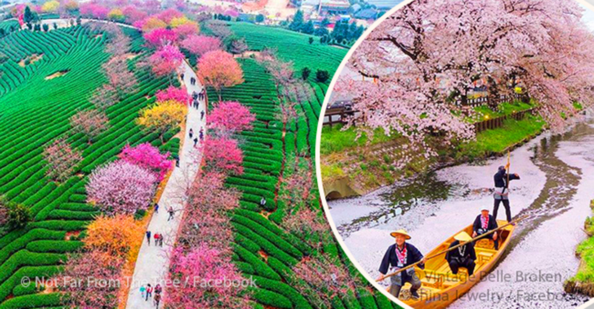 Las Flores De Cerezo Inundan Las Calles De China Creando Una De Las ...