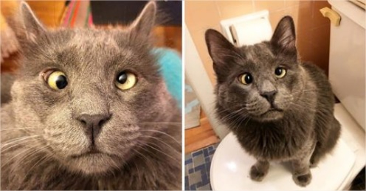 Tierno Gato Bizco Persigue A Su Dueña Cada Segundo Como Forma De ...