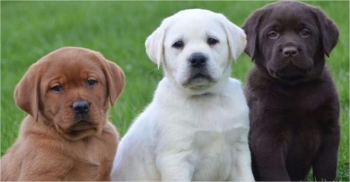 Investigación Revela Que El Color De Tu Perro Puede Definir Su Salud Y ...