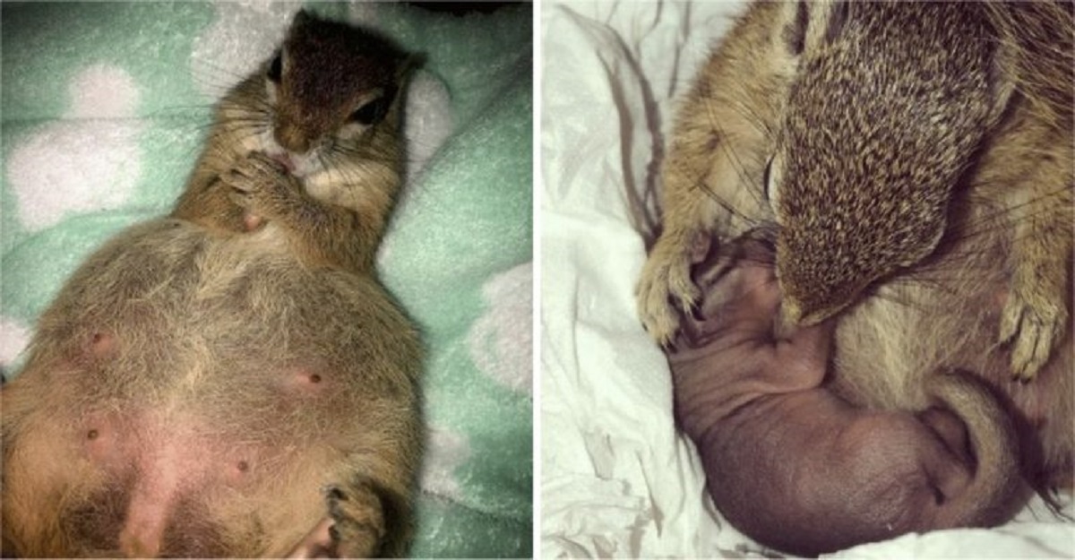 Crió A Una Ardilla Bebé Y La Liberó, Pero Ella Regresó Embarazada ...