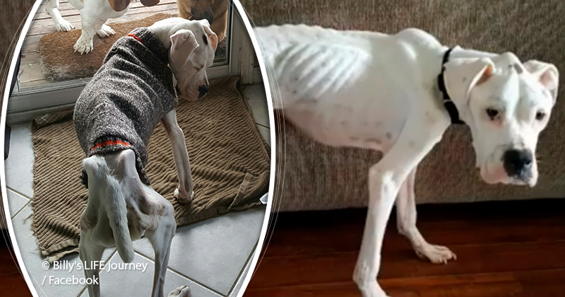 Perro En Evidente Estado De Desnutrición Es Rescatado Y Su Recuperación ...