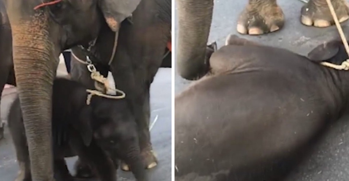 Elefante Bebé Colapsa a 40ºC, Su Madre Intenta Levantarlo Con Su Trompa ...