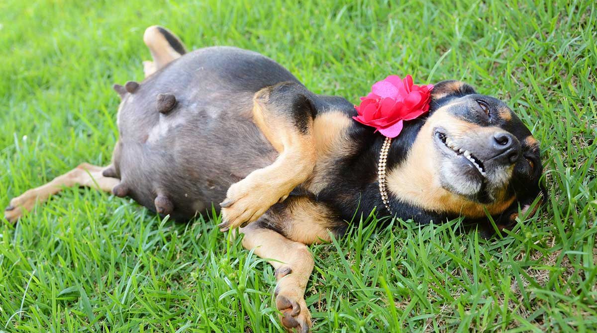 Perrita Luce Su Embarazo En Tierna Y Hermosa Sesión De Fotografías ...