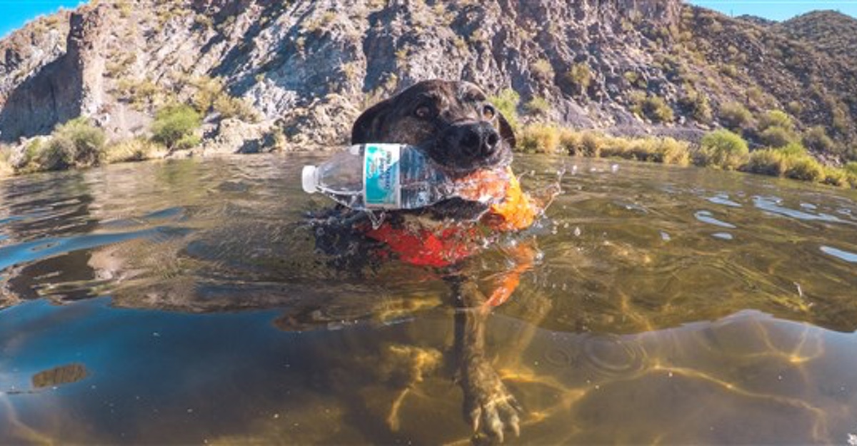 Perro Recoge Diariamente Botellas Plásticas Para Reciclar Y Limpiar El ...