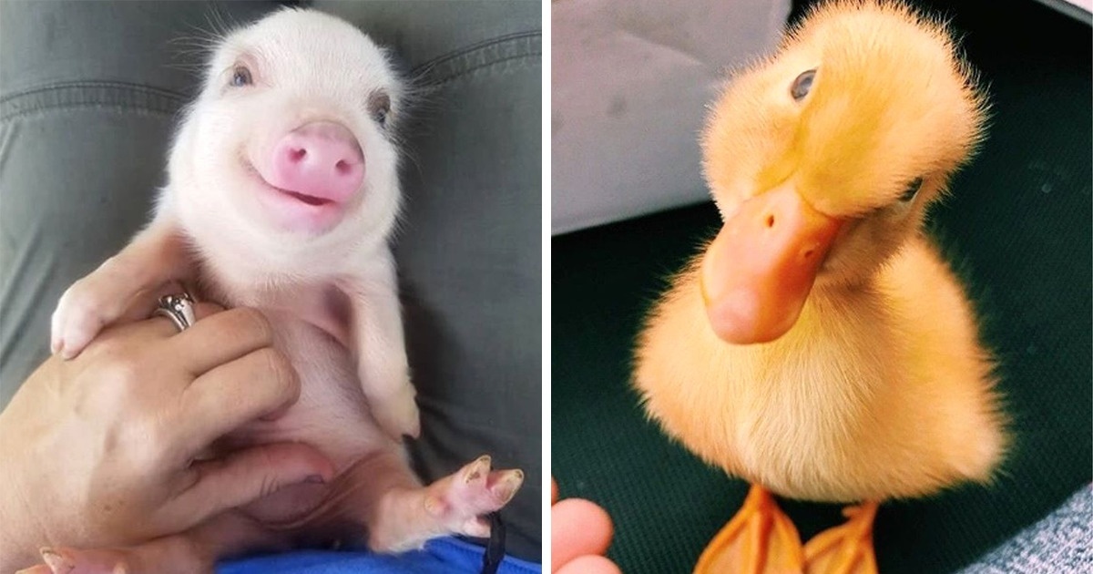 21 Bebés Animales Que Llenarán De Ternura Tu Día - Via Ritmo