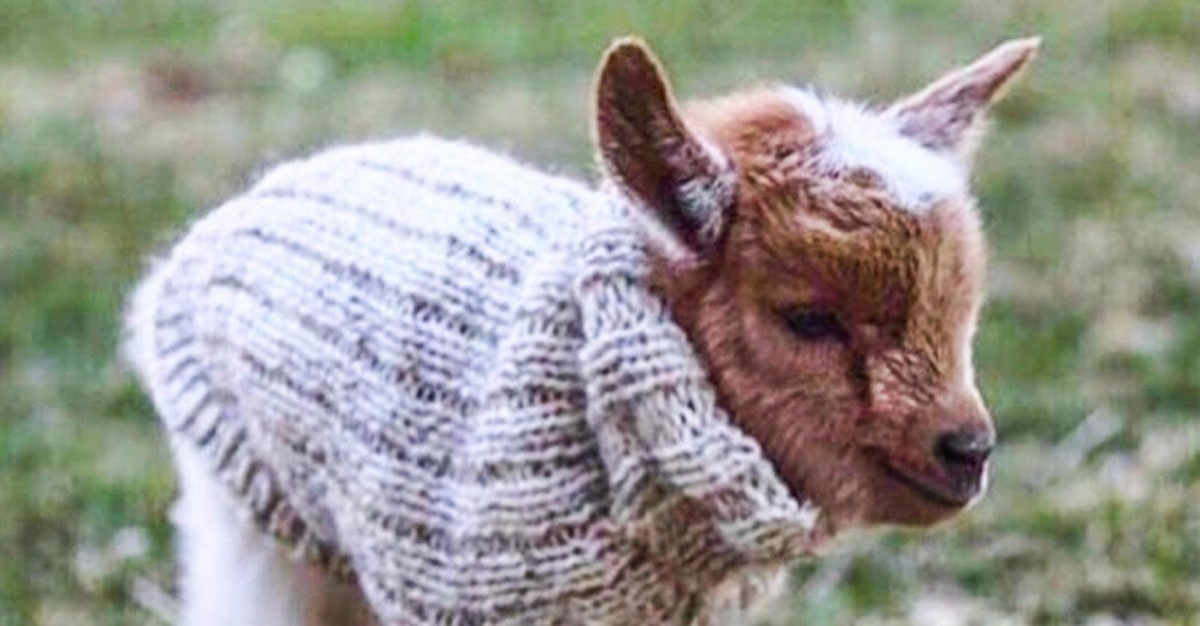 Esta Granja Le Pone Suéteres Tejidos A Las Cabras Recién Nacidas Para ...