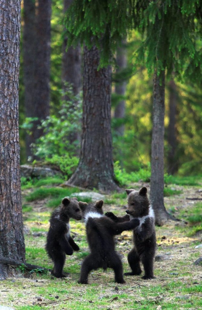 Captan A Osos Bebés Bailando En El Bosque - Via Ritmo
