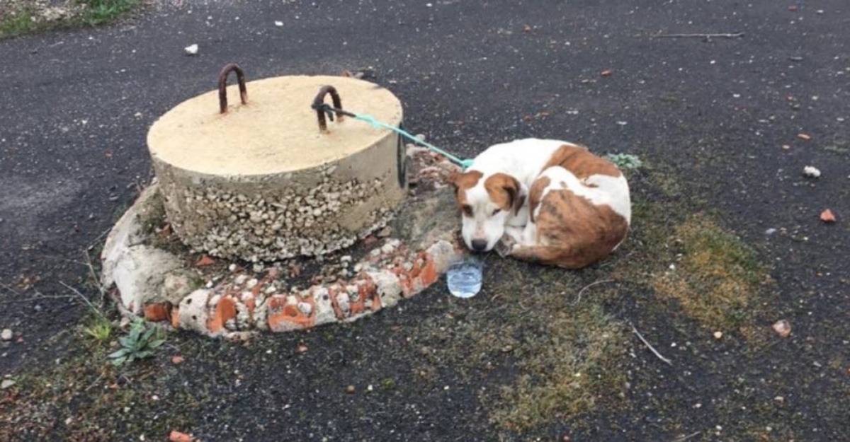 Dejan A Perro Amarrado Y Abandonado En La Calle. Como Puede Intenta ...