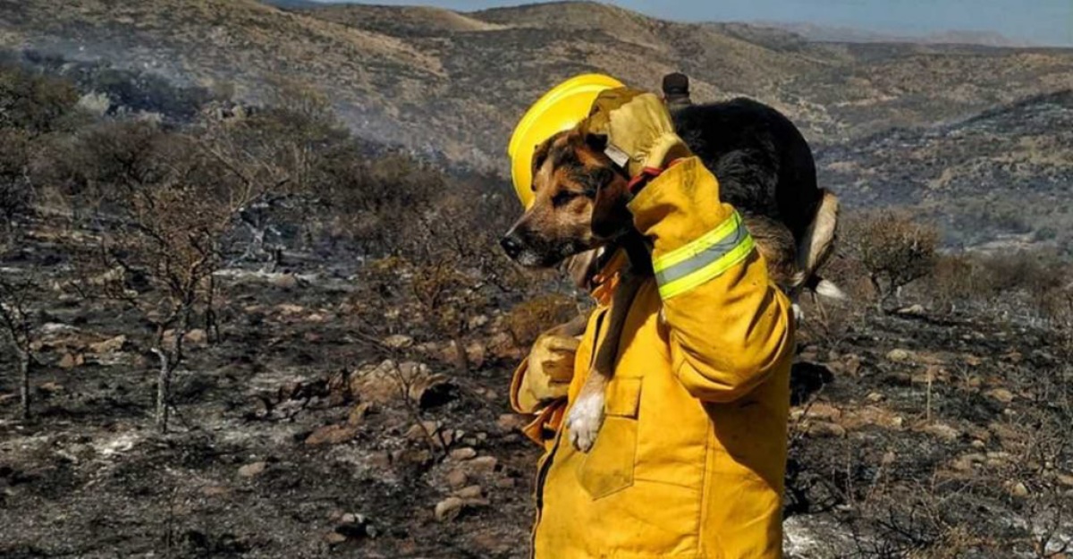 Bombero Carga En Sus Hombros A Perro Con Pata Quemada En Un Incendio ...