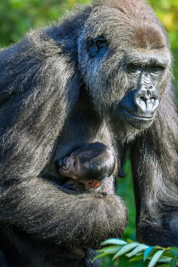 Madre Gorila Muestra A Su Bebé Recién Nacido En Zoológico Y Sus ...