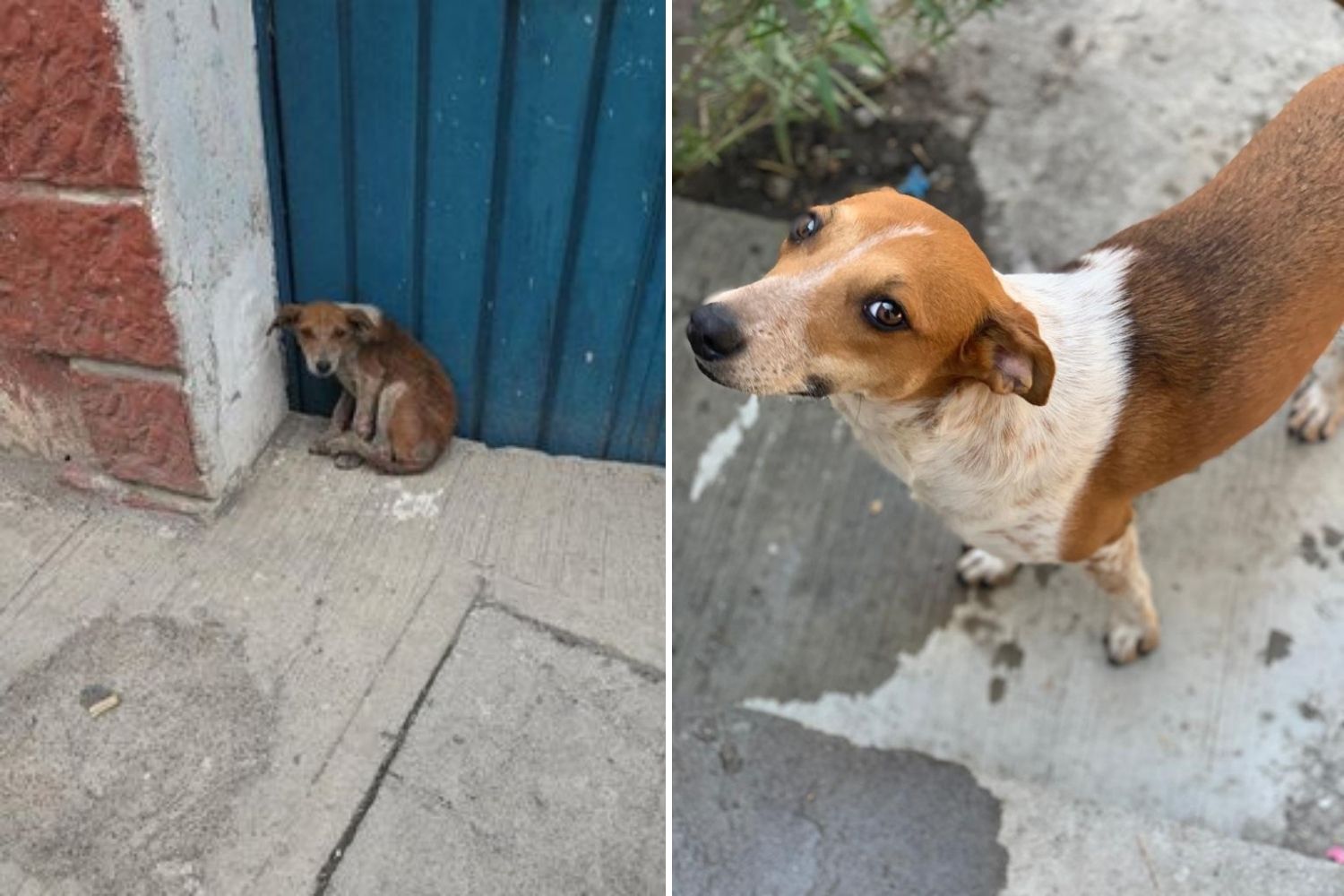 23 Animalitos Antes Y Después De Ser Adoptados - Via Ritmo