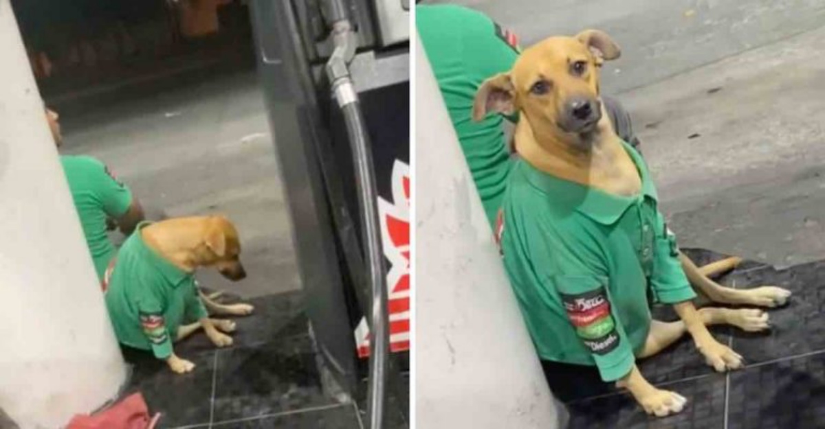 Perrito Rescatado Por Trabajadores De Gasolinera Ahora Tiene Hasta Su ...